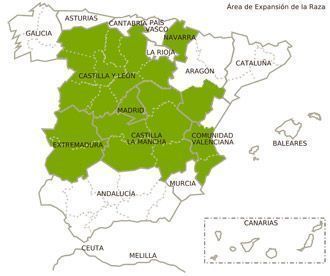 Assaf Breed - Livestock Genetics From Spain