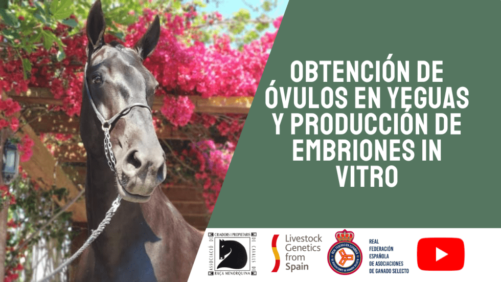 Seminar 10: Oocyte Retrieval in Mares and In Vitro Embryo Production ...