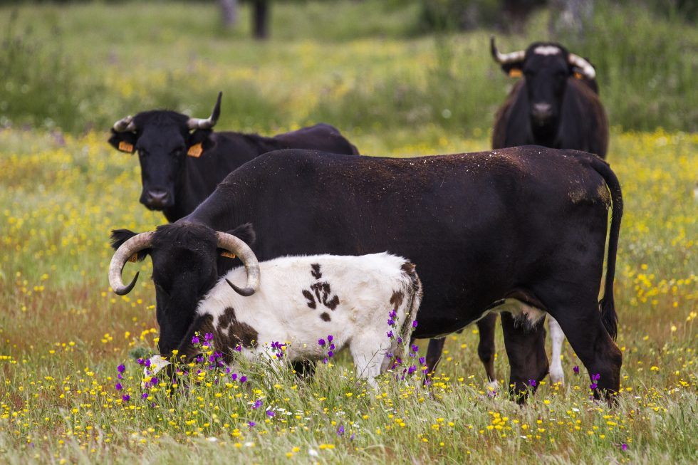 Raza Bovina de Lidia - Livestock Genetics From Spain