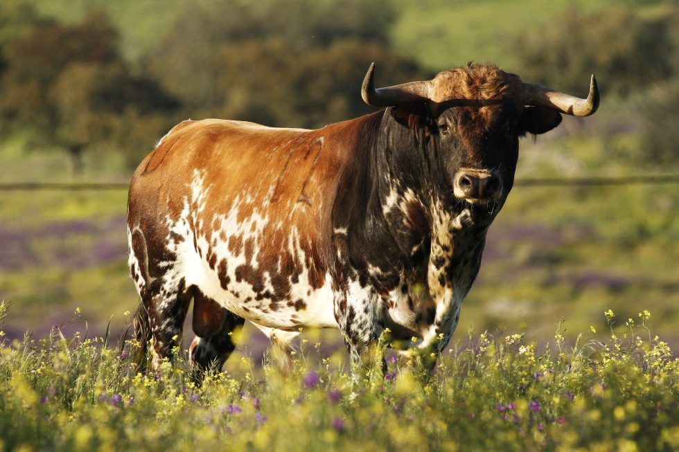 Raza Bovina de Lidia - Livestock Genetics From Spain